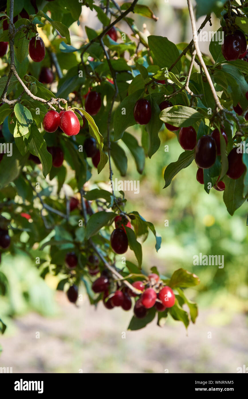 Dogberry tree hi-res stock photography and images - Alamy