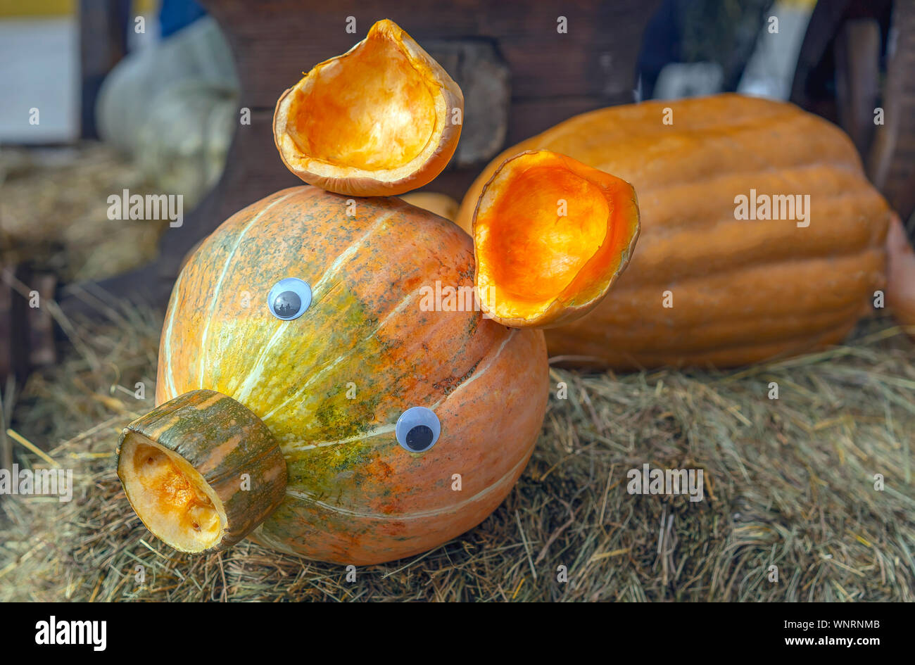 The pumpkin pig is lying on the straw Stock Photo - Alamy