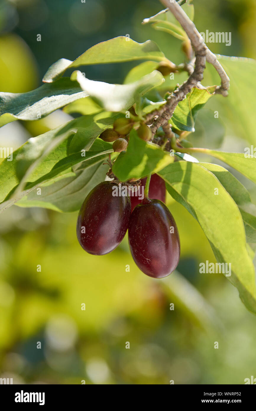 Dogberry tree hi-res stock photography and images - Alamy