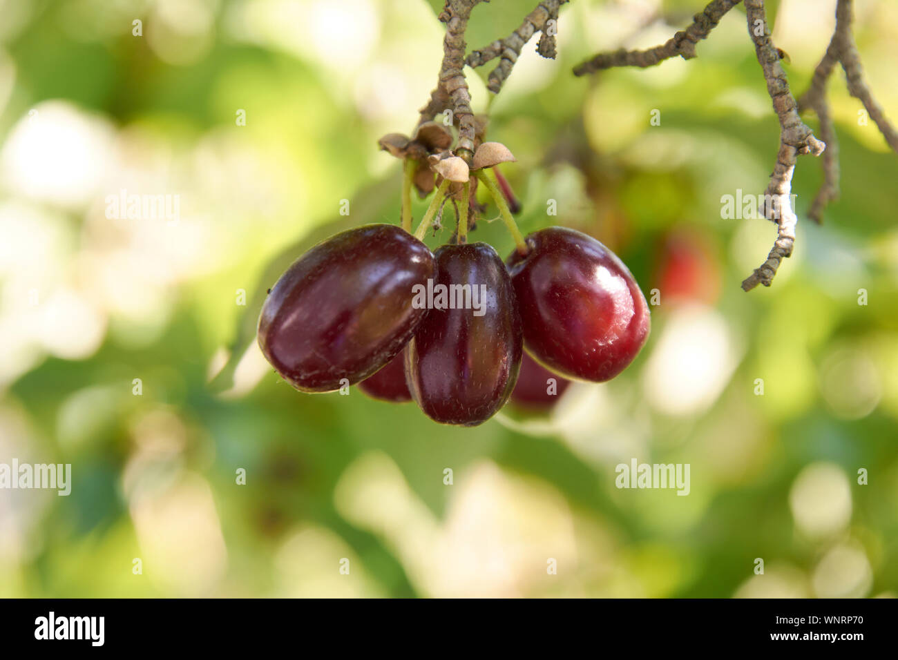 Dogberry tree hi-res stock photography and images - Alamy