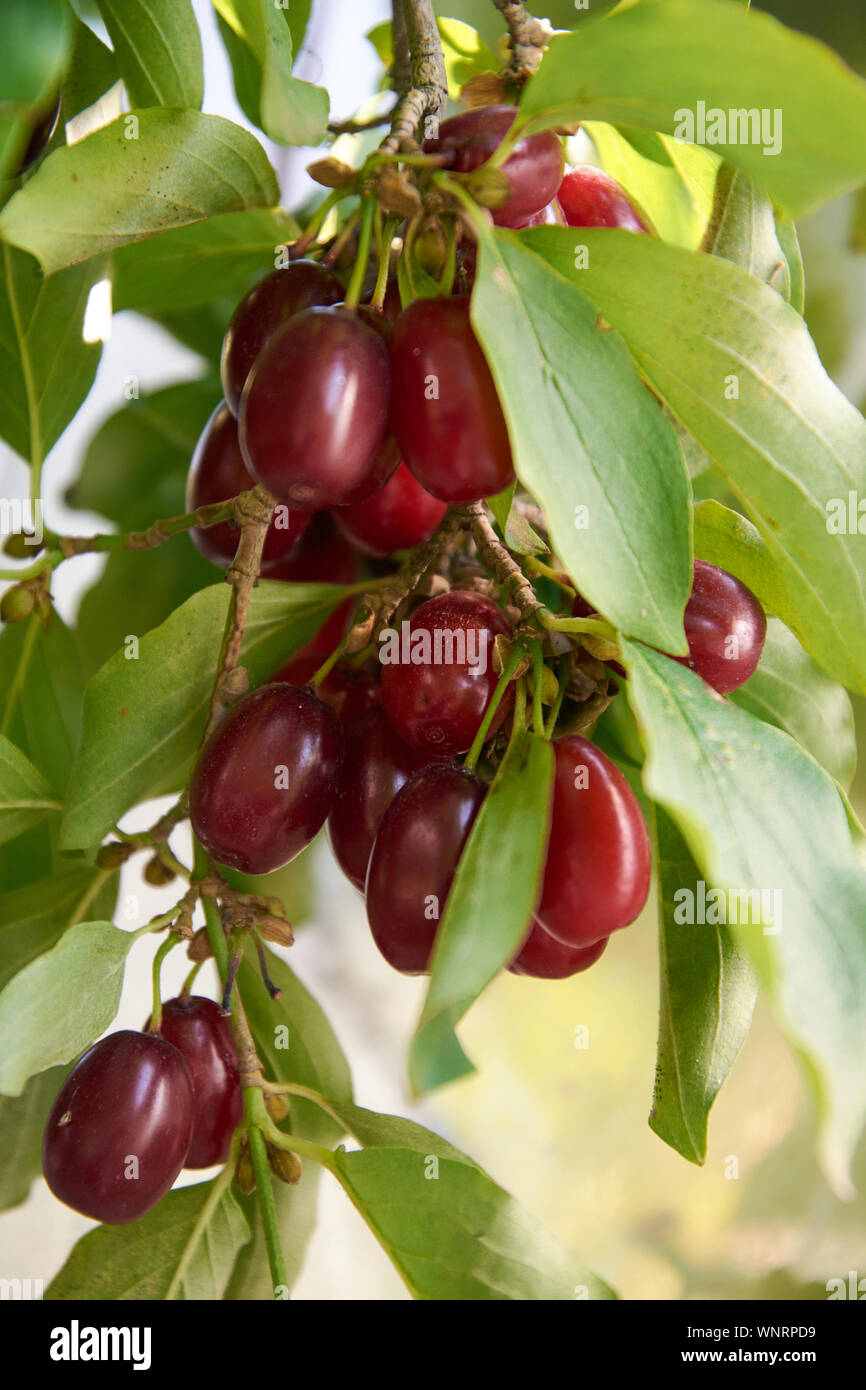 Dogberry tree hi-res stock photography and images - Alamy