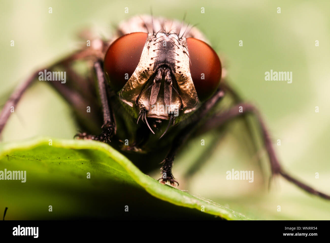 Extreme close up face fly hi-res stock photography and images - Alamy