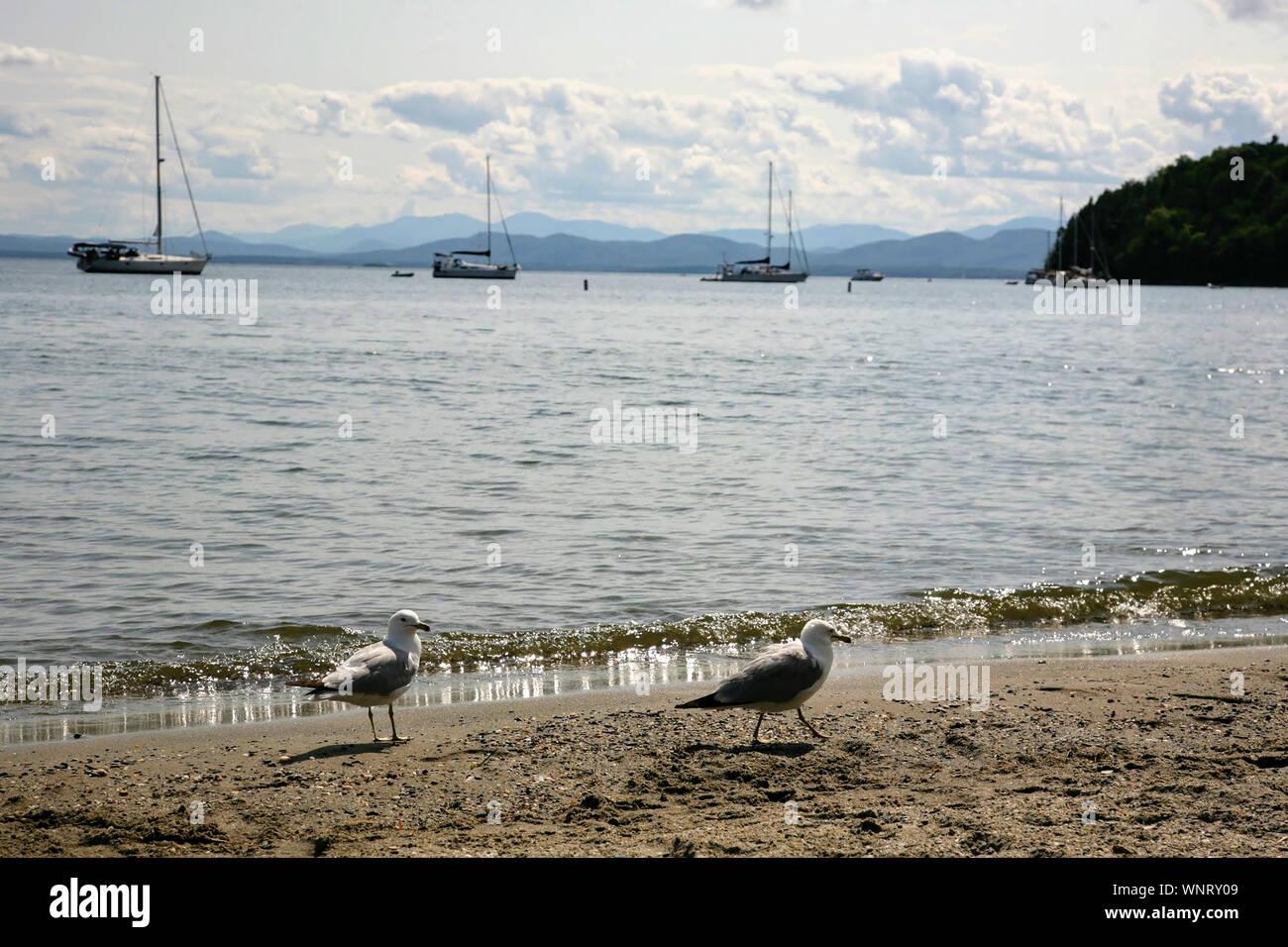 Birds and boats in distance at North Beach in Burlington, VT Stock ...