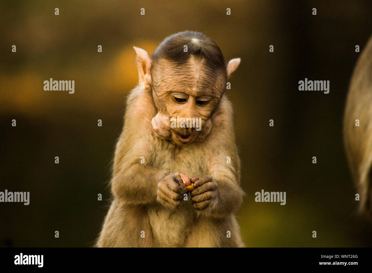 Monkey eating nut hi-res stock photography and images - Alamy