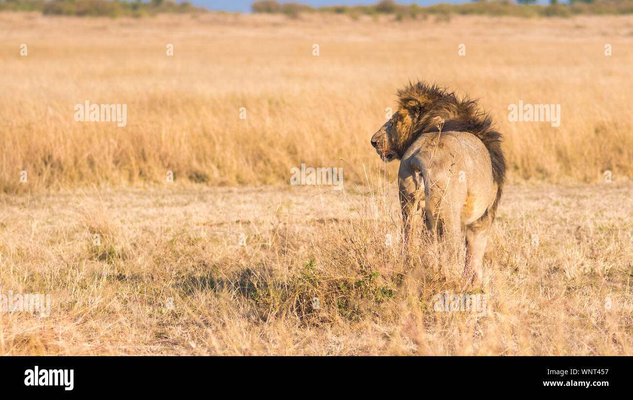 Rear view lion hi-res stock photography and images - Alamy