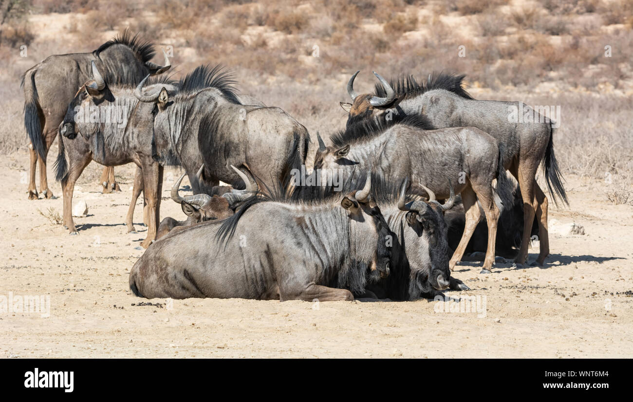 A herd of Blue Wildebeest in Southern African savanna Stock Photo - Alamy