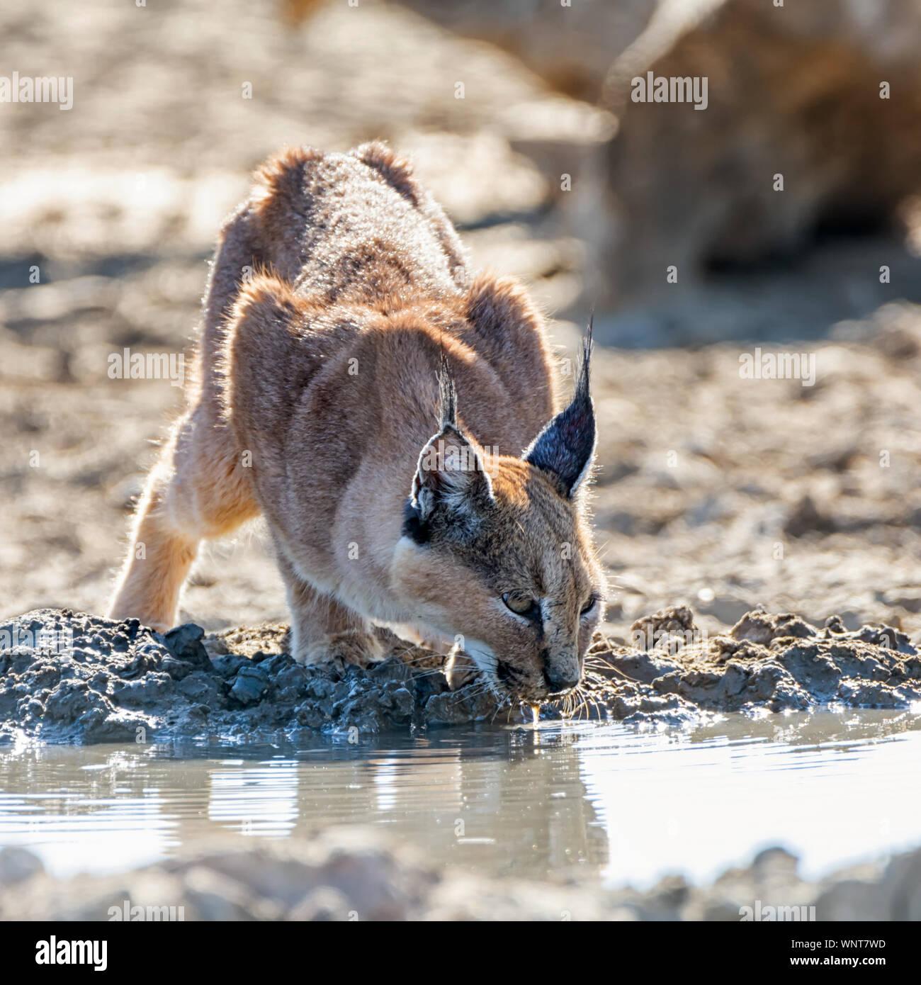 A Caracal at a watering hole in Southern African savanna Stock Photo ...