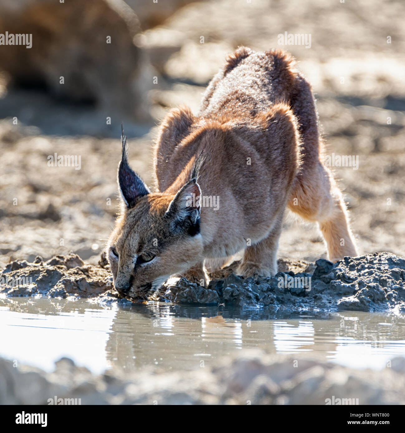 Southern african wildcat hi-res stock photography and images - Alamy