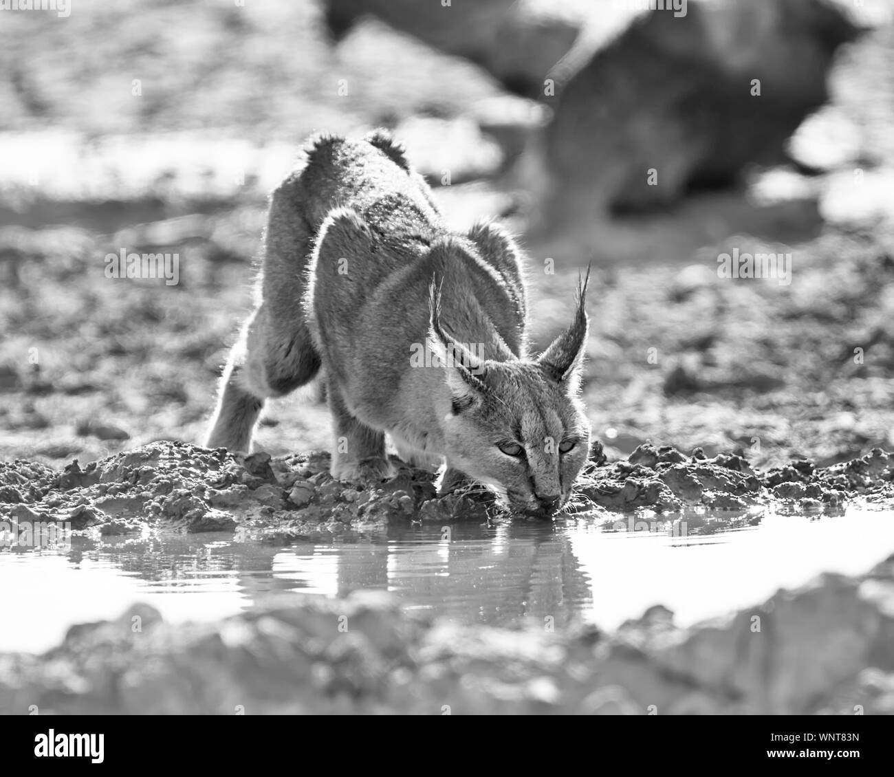 Caracal cat predator Black and White Stock Photos & Images - Alamy