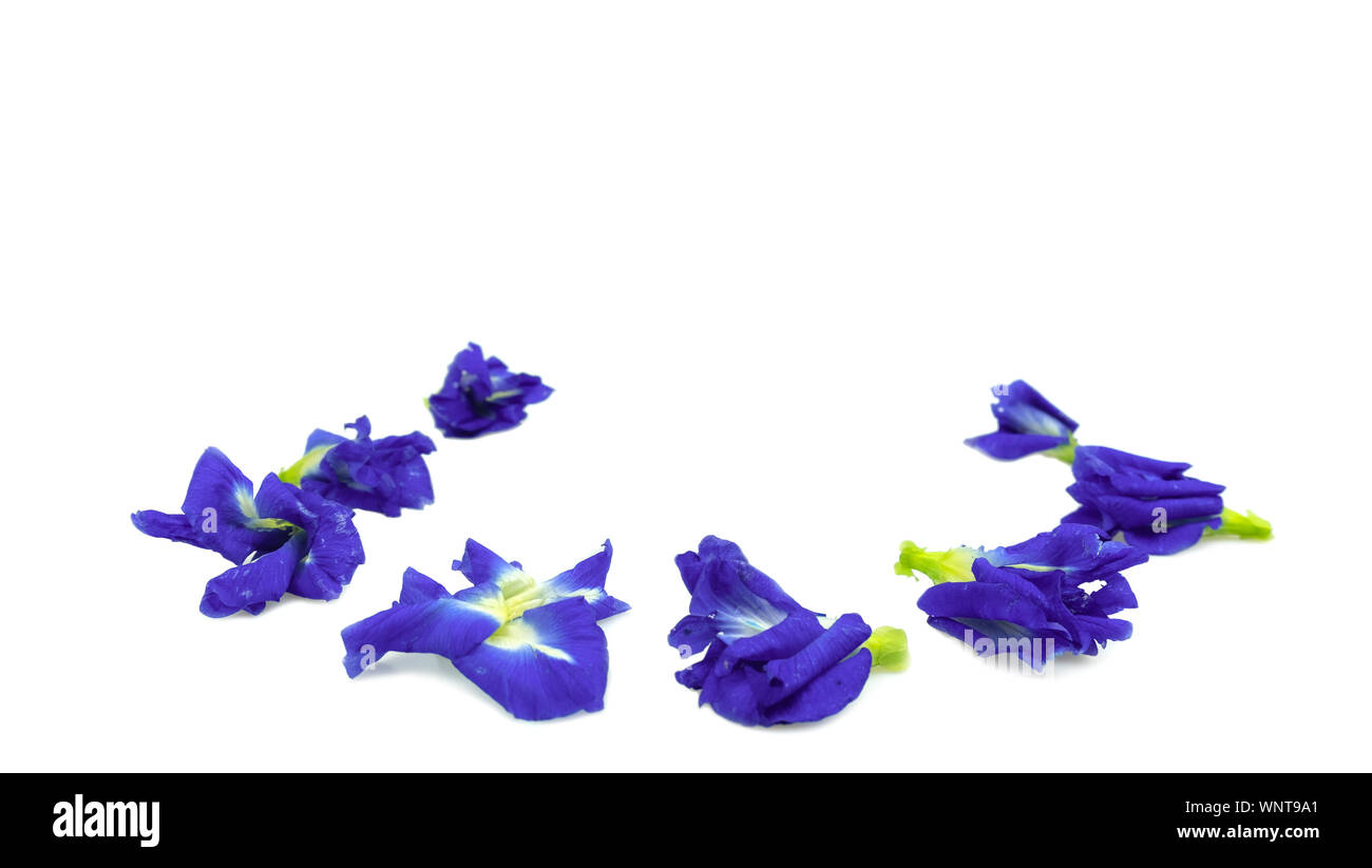 Butterfly Pea ( Asian pigeonwings) isolated at white background Stock ...