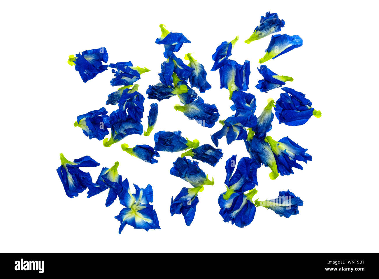 Butterfly Pea ( Asian pigeonwings) isolated at white background Stock ...
