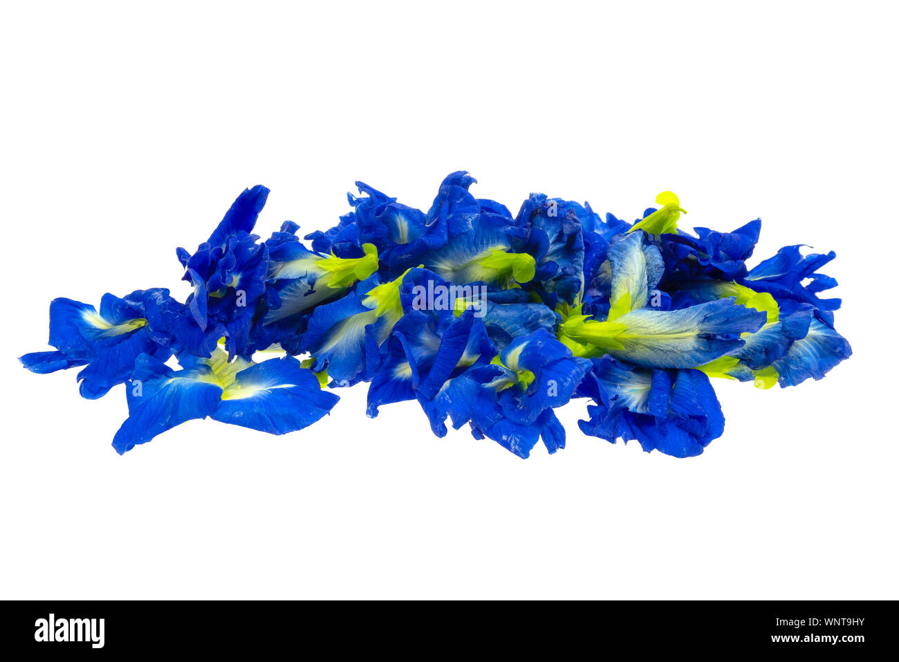 Butterfly Pea ( Asian pigeonwings) isolated at white background Stock ...