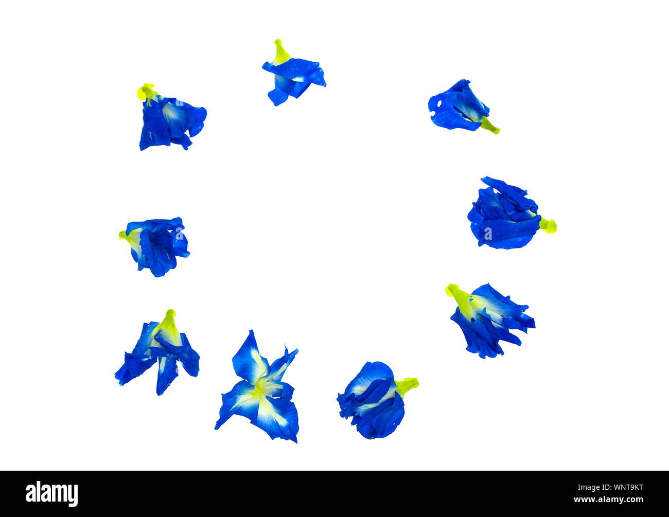 Butterfly Pea ( Asian pigeonwings) isolated at white background Stock ...