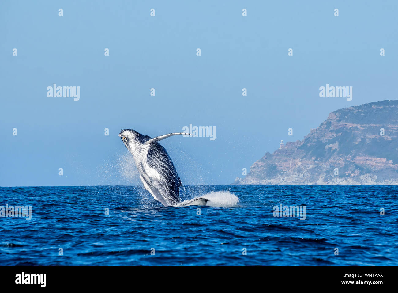 A Humpback Whale breaching in front of Cape Point in False Bay, South ...