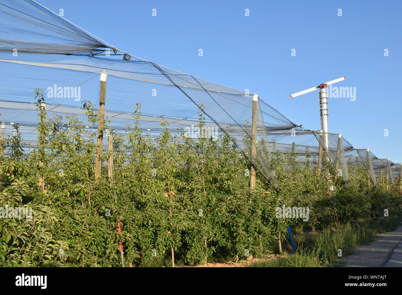 Plantation of apple trees in outdoor greenhouse Stock Photo - Alamy