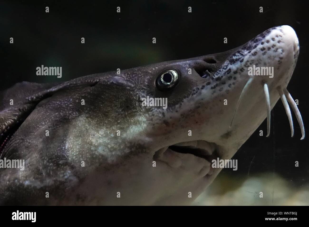 Diamond sturgeon diamond aquarium hi-res stock photography and images ...
