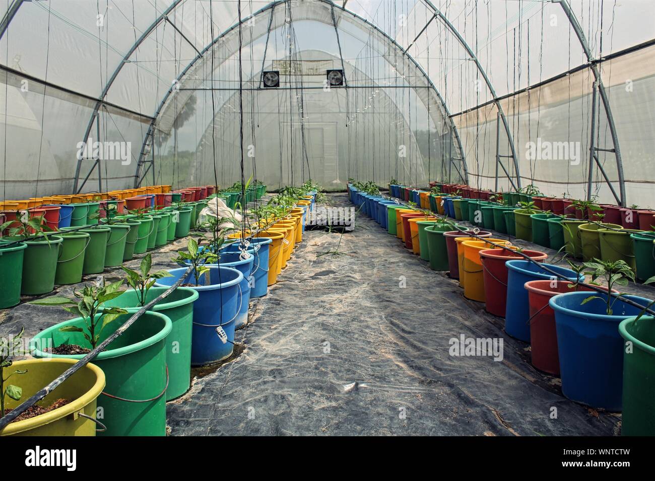 Plant buckets hi-res stock photography and images - Alamy