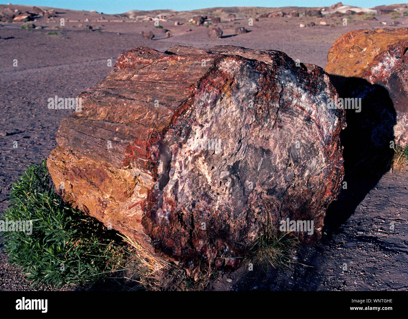 Tree fossils hi-res stock photography and images - Alamy