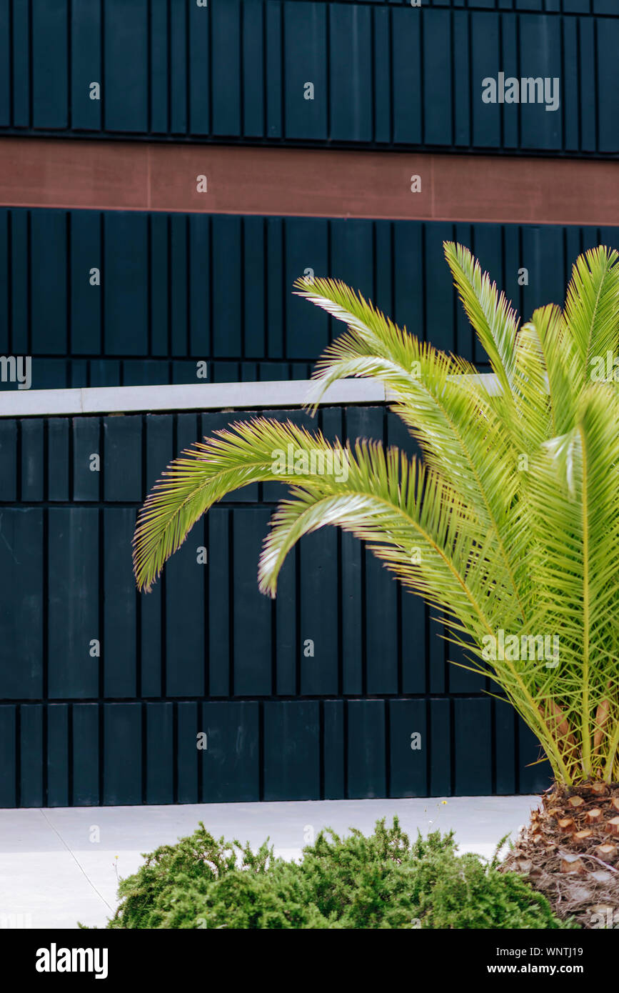 Palm tree fronds brushing up against exterior of building Stock Photo ...
