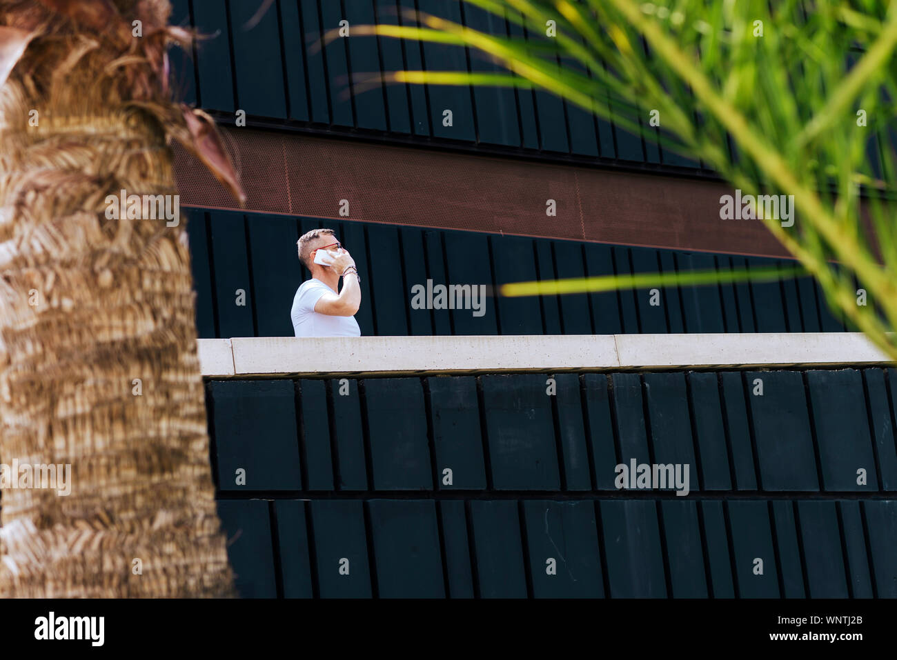 Bearded palm tree hi-res stock photography and images - Alamy