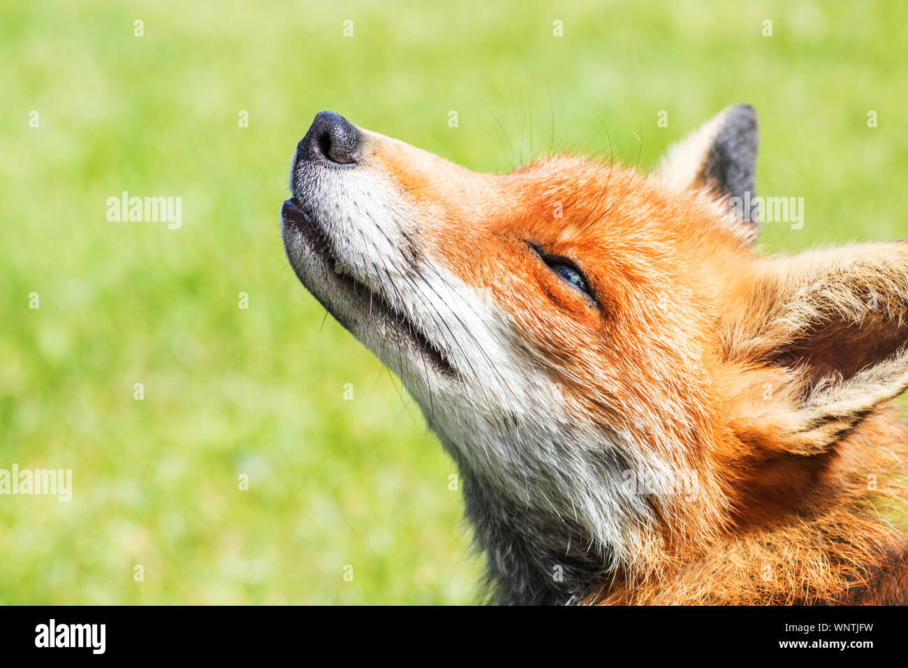 British wildlife foxes hi-res stock photography and images - Alamy
