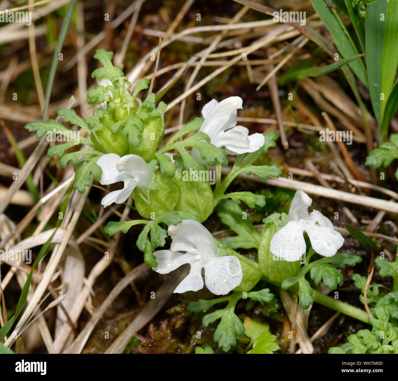 Lousewort scotland hi-res stock photography and images - Alamy
