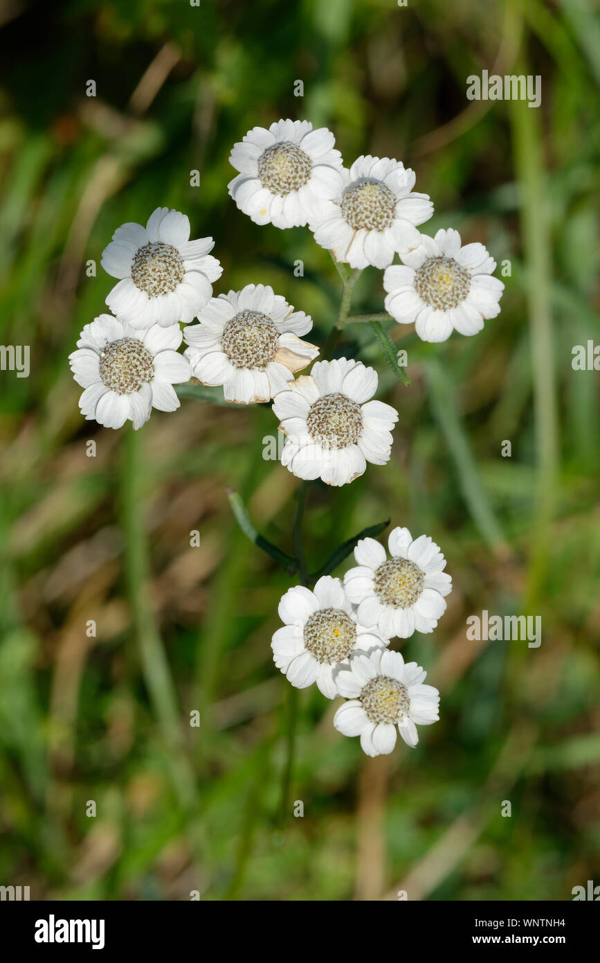 Achillea Ptarmica High Resolution Stock Photography and Images - Alamy