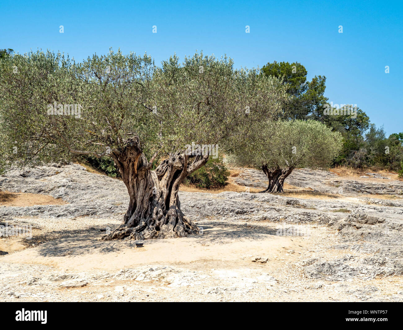 1000 year old olive tree with blue sky in background at Pont du Gard in ...