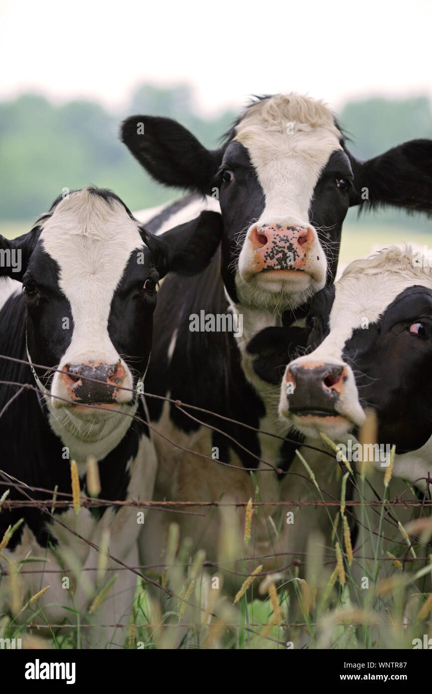 Milking Cows Grazing in Pasture in Upstate New York Stock Photo - Alamy