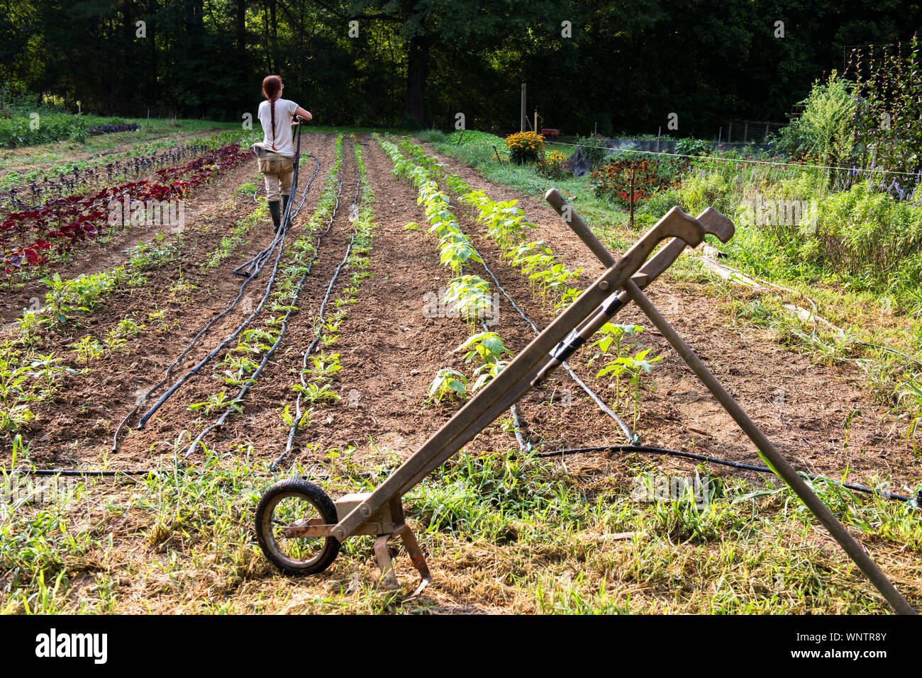 Plowing the rows hi-res stock photography and images - Alamy