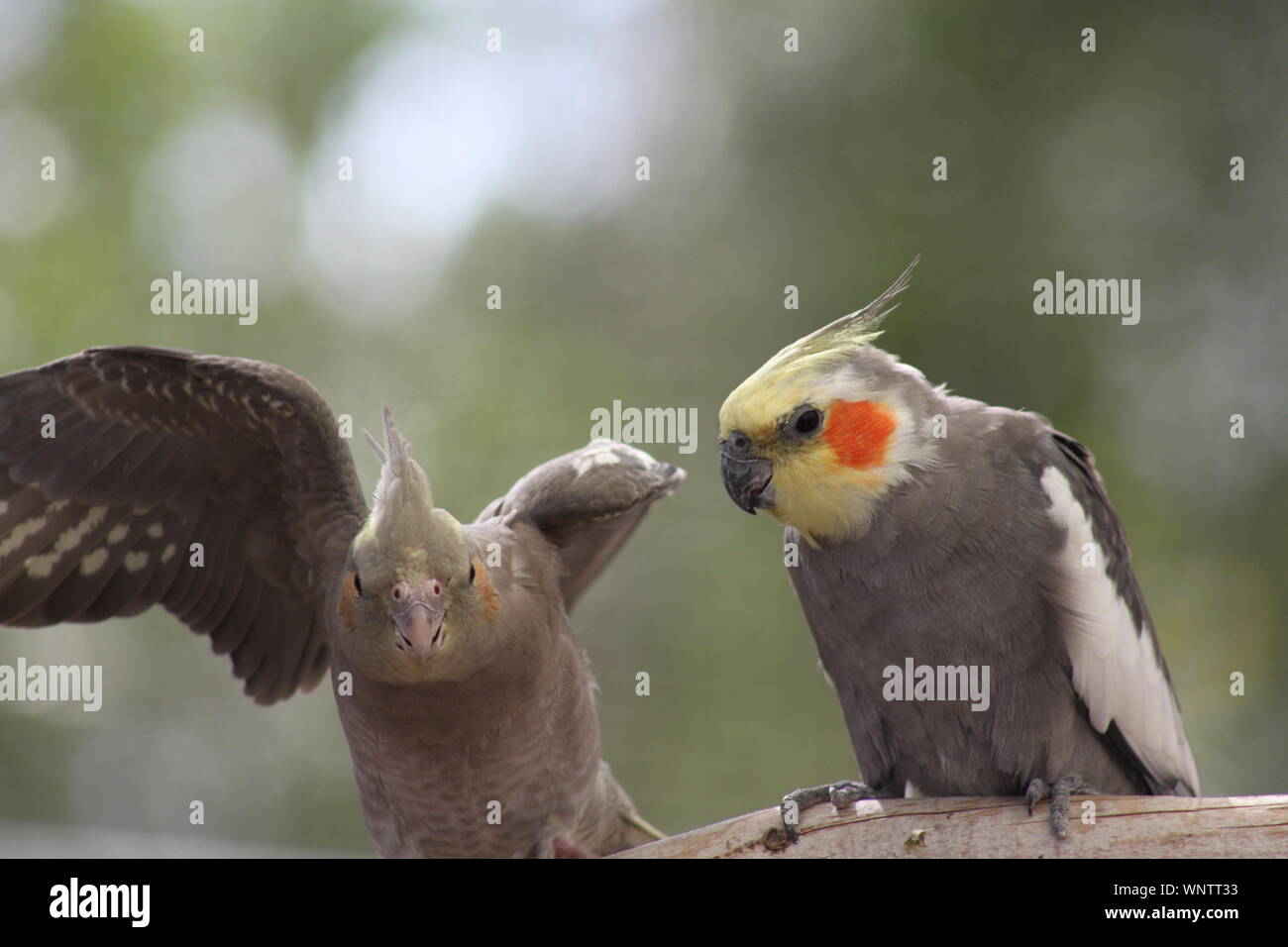 Two cockatiels branch hi-res stock photography and images - Alamy