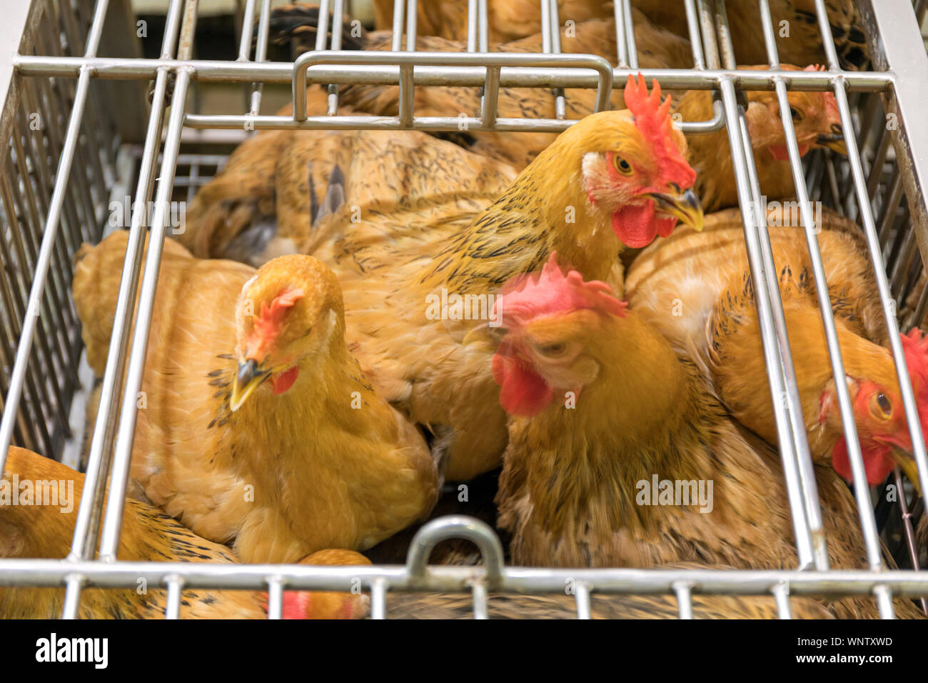 Live Chickens and Roosters in Cage at Asian Farmers Market Stock Photo ...