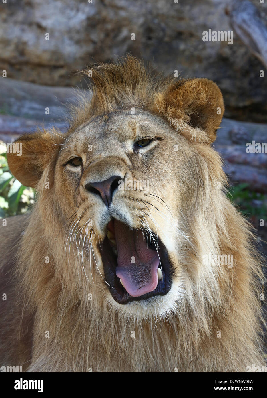 Close up lion roaring hi-res stock photography and images - Alamy