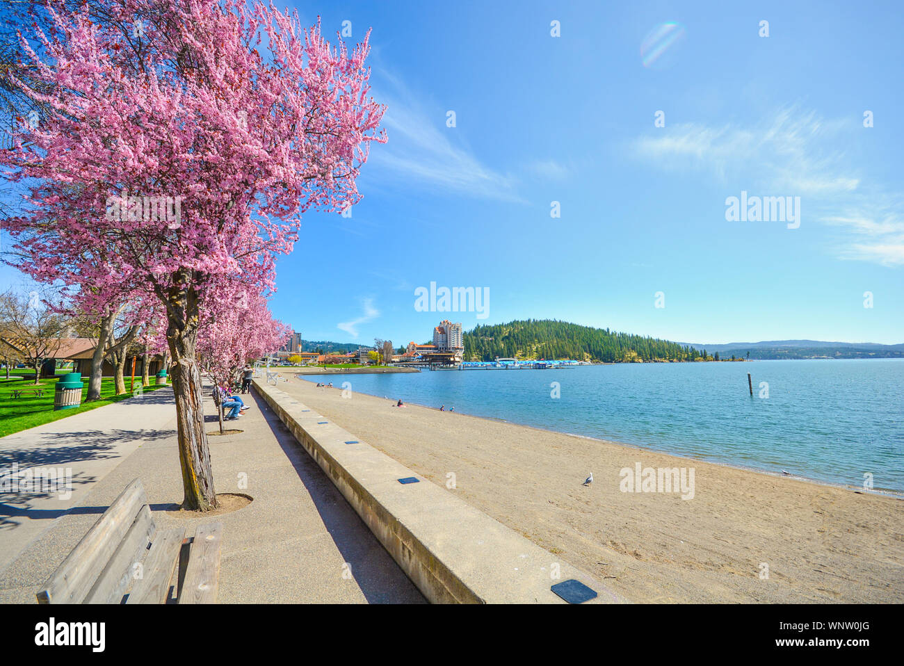 Colorful trees blossoming in the Spring along the sandy shores of Lake ...