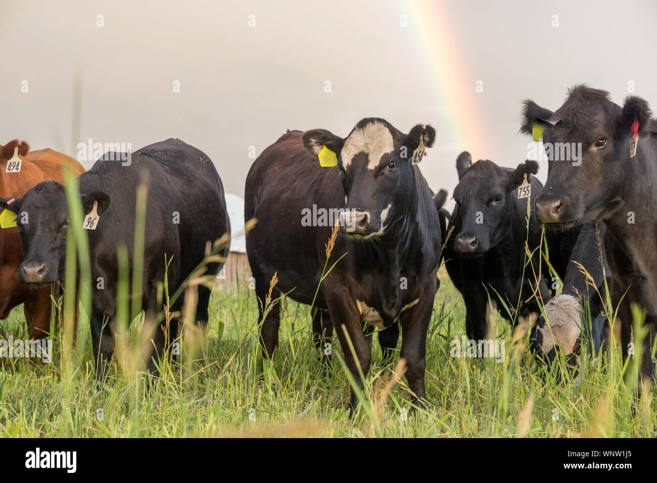 Cows and rainbow, Wallowa Valley, Oregon Stock Photo - Alamy