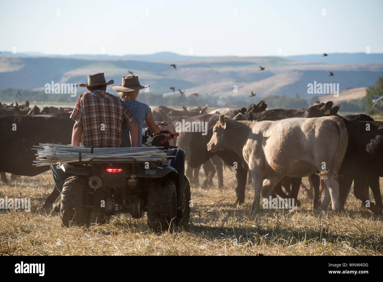 Ranchers riding an all terrain vehicle through a cattle herd, Wallowa ...