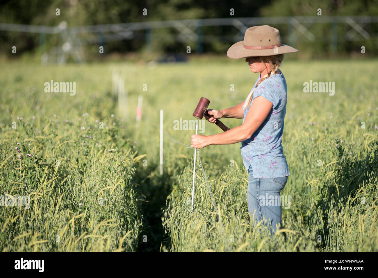 Installing electric fencing hi-res stock photography and images - Alamy