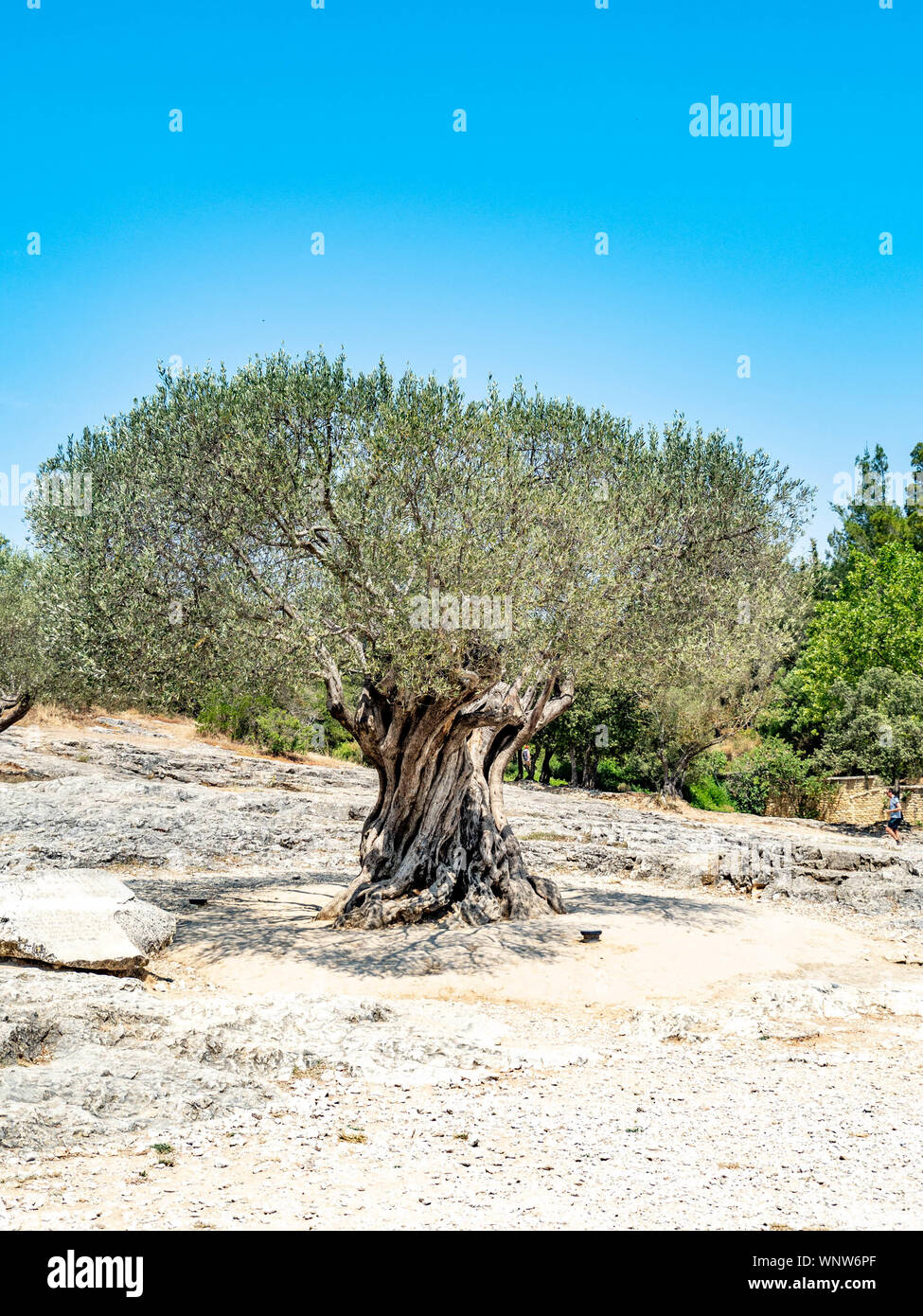 1000 year old olive tree hi-res stock photography and images - Alamy