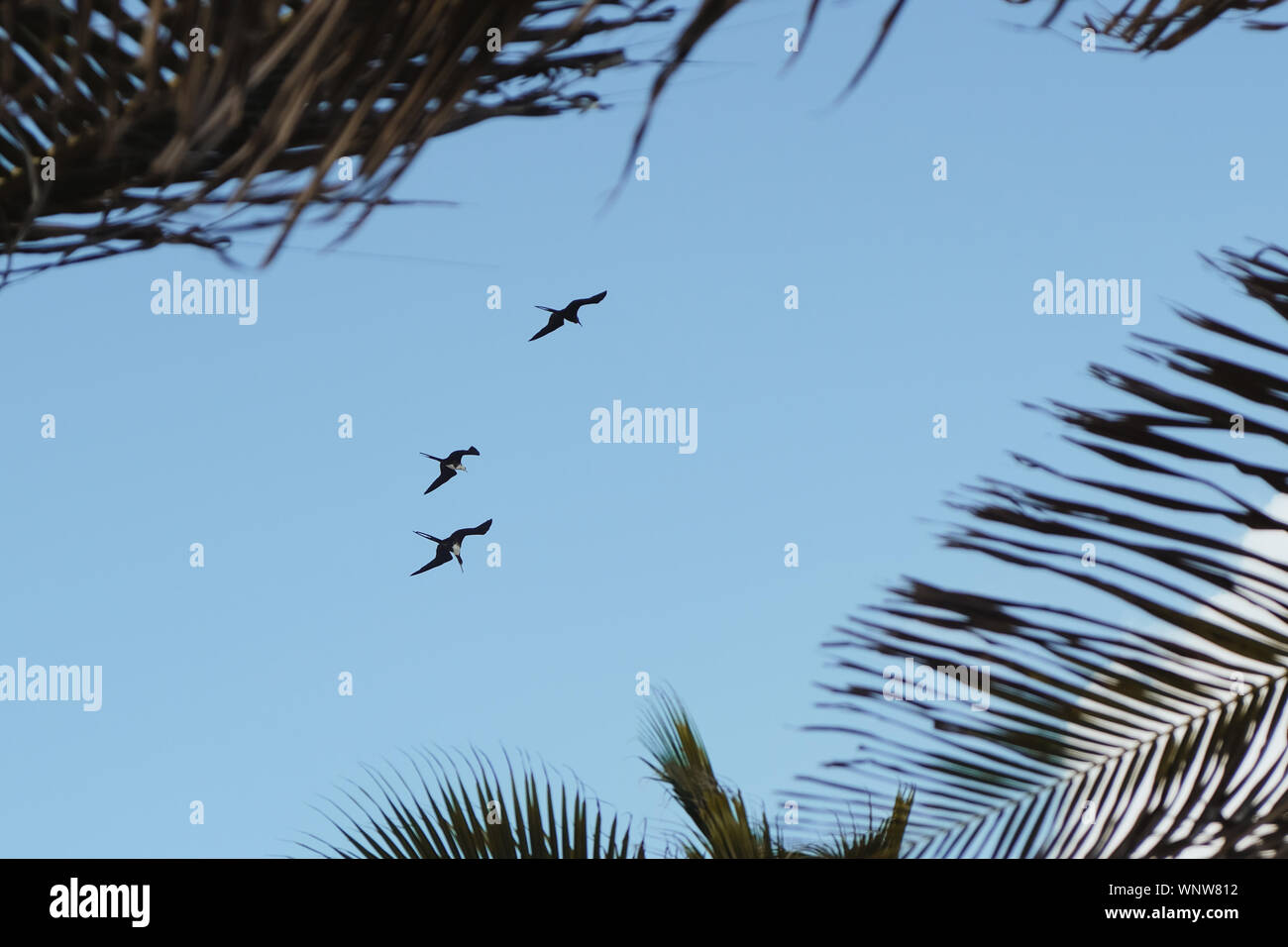 Frigate bird flying overhead hi-res stock photography and images - Alamy