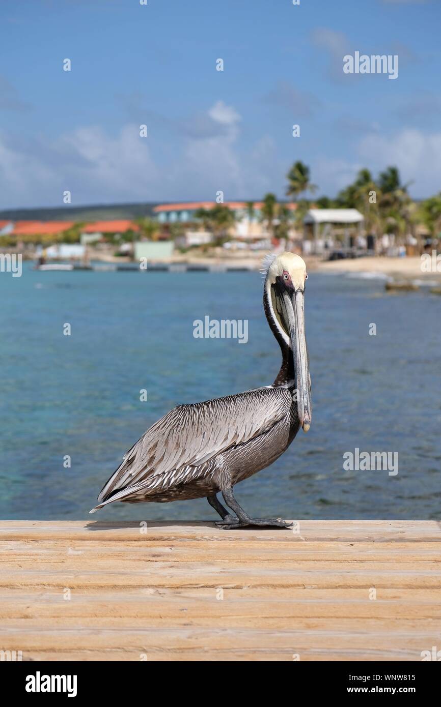 Pelican sitting on a dock with blue water in the background Stock Photo ...