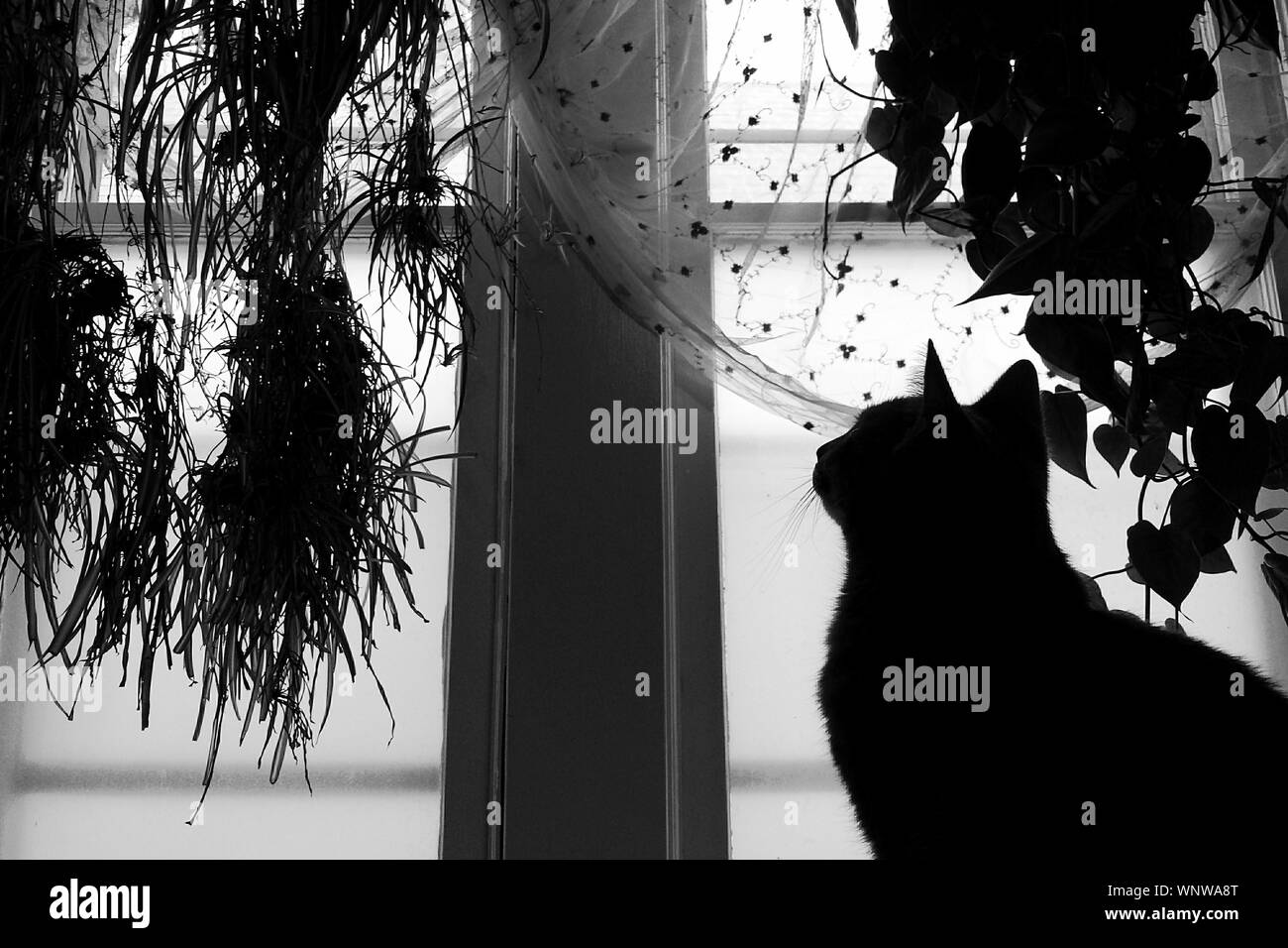 Trees through window Black and White Stock Photos & Images - Alamy