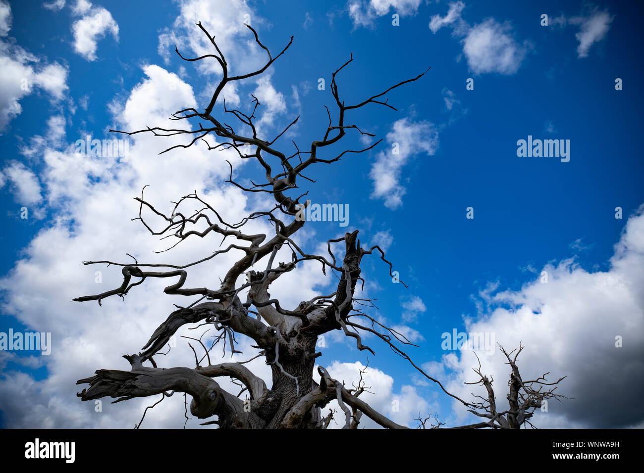 The trunk and branches of a dead tree against the blue sky with white ...