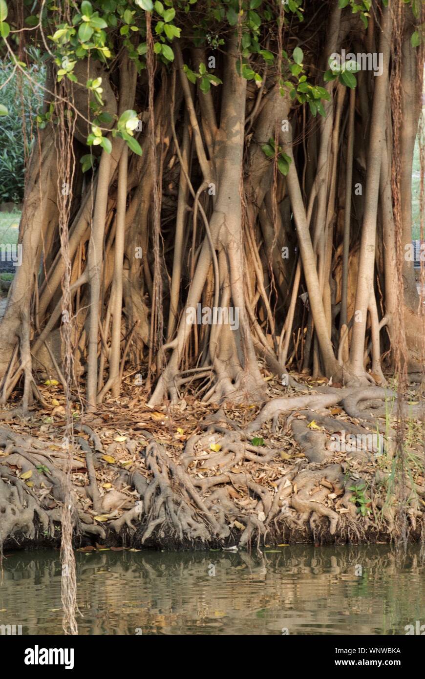 Water tree roots hi-res stock photography and images - Alamy