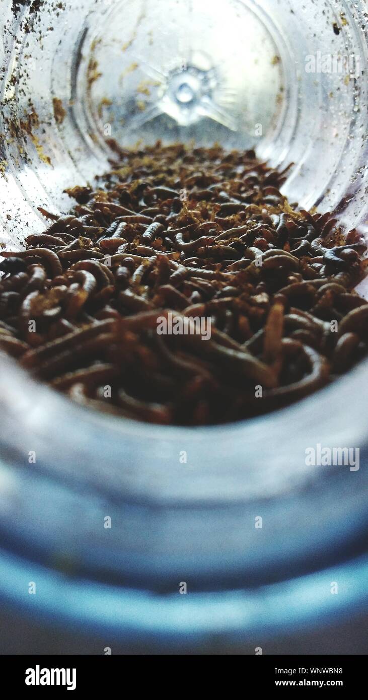 Maggots food hi-res stock photography and images - Alamy