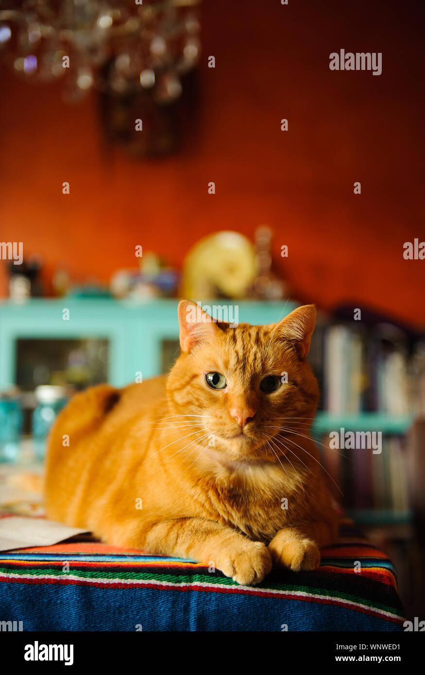 Ginger bed hi-res stock photography and images - Alamy