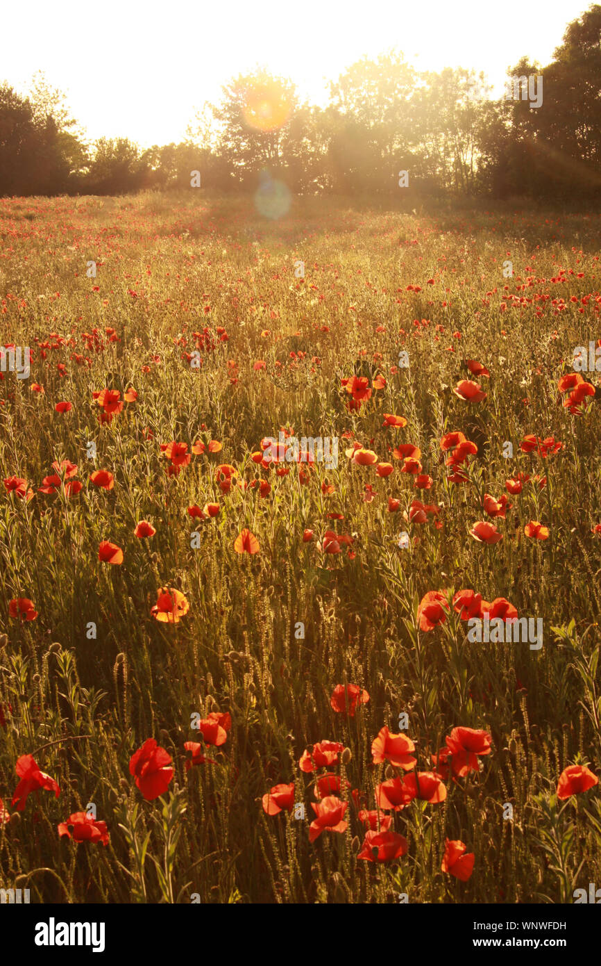 In tring hi-res stock photography and images - Alamy