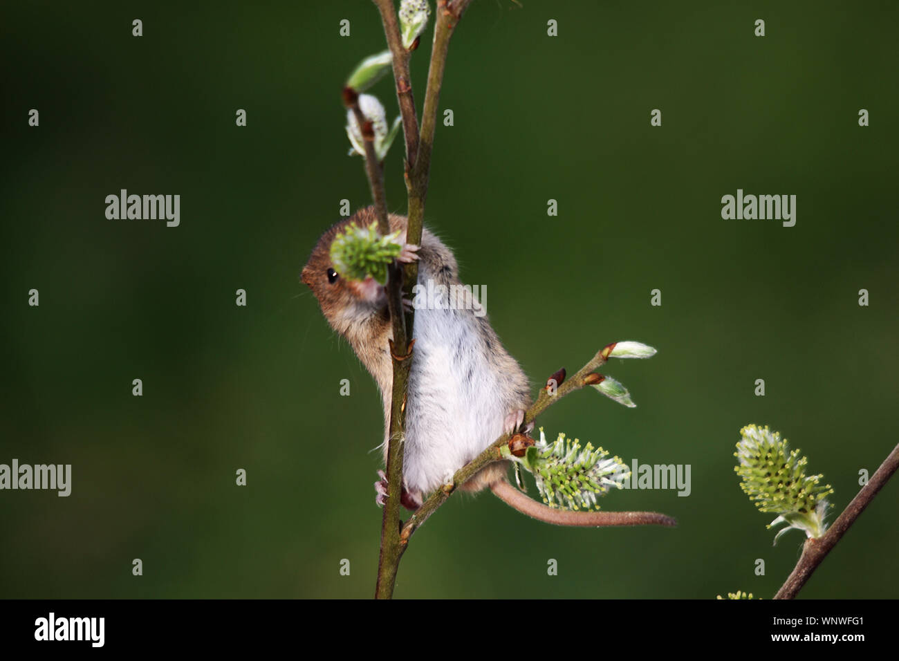 Field mouse peeking around the corner Stock Photo - Alamy