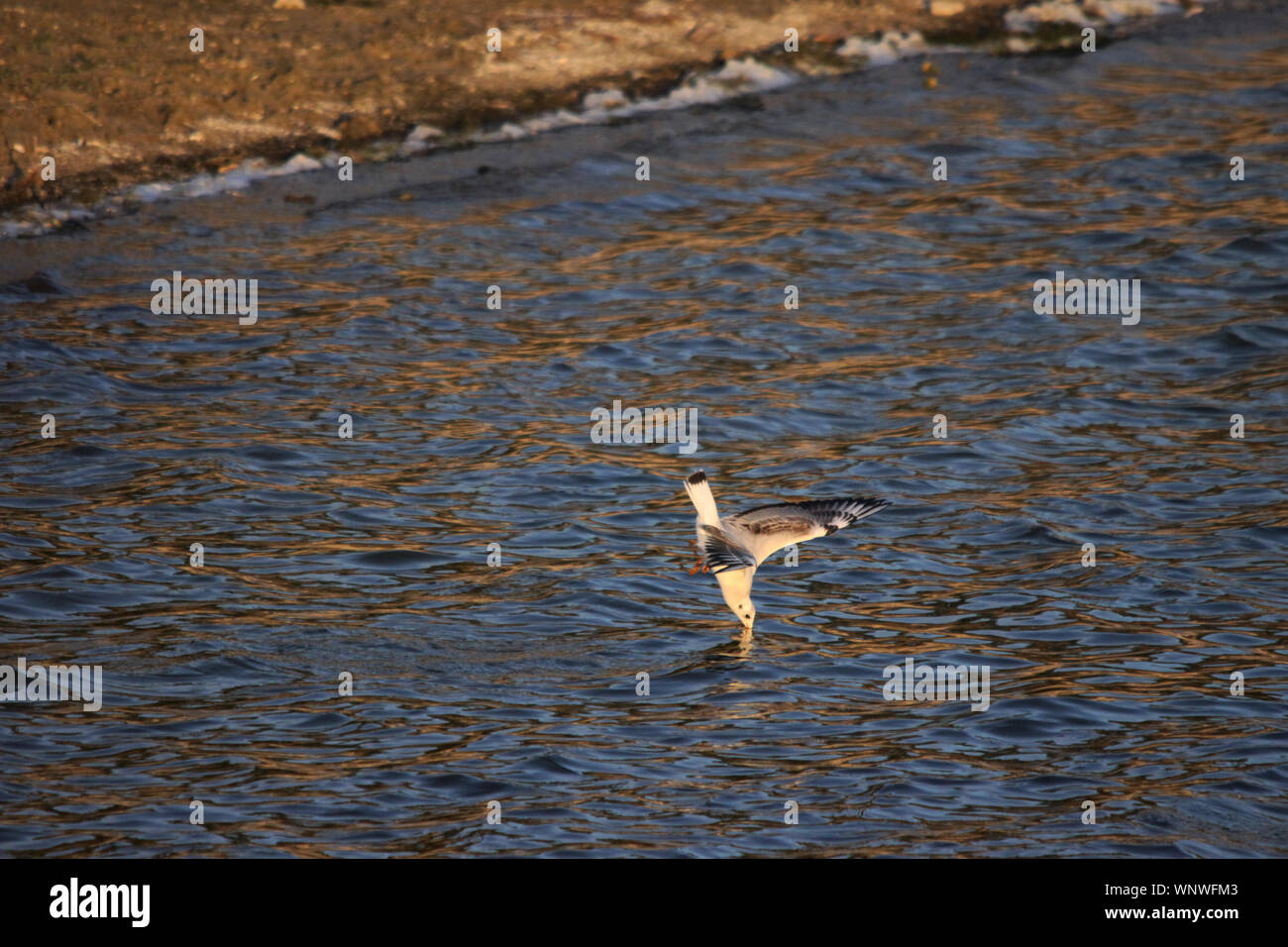 Gull diving into water Stock Photo - Alamy