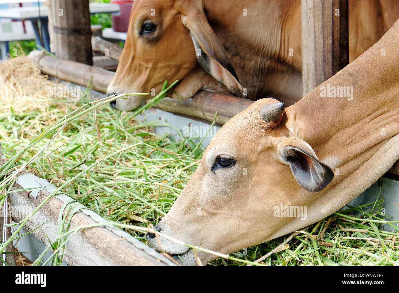 Two Cows Eating Grass High Resolution Stock Photography and Images - Alamy