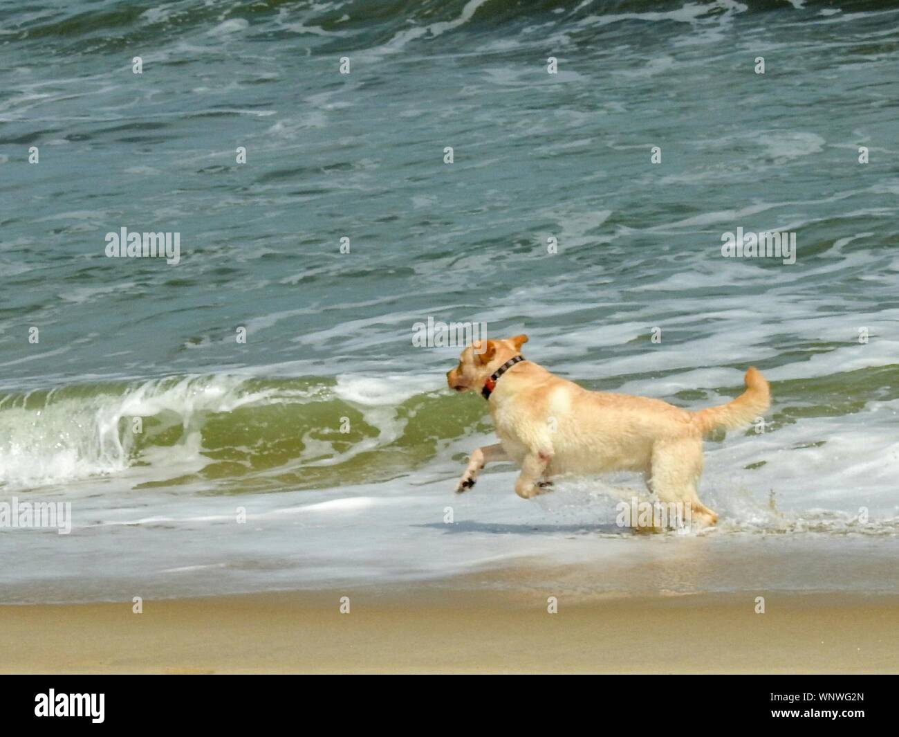 Shore Of Labrador Sea High Resolution Stock Photography and Images - Alamy